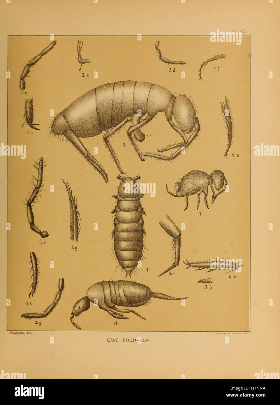 An exploration of the unique fauna inhabiting North American caves ...