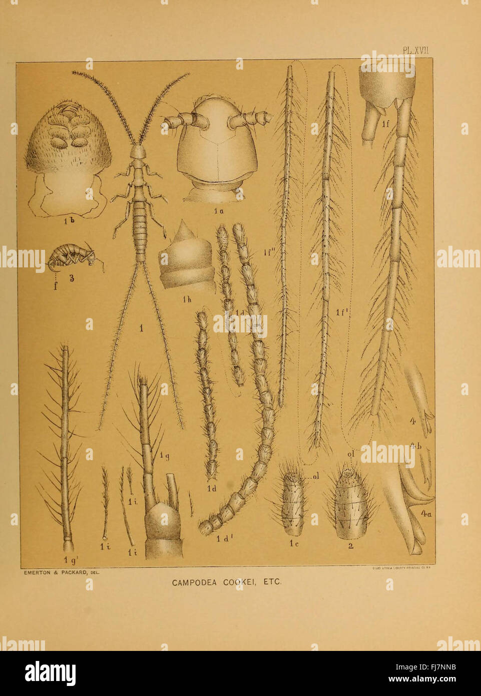 An illustration from *The Cave Fauna of North America*, depicting cave ...