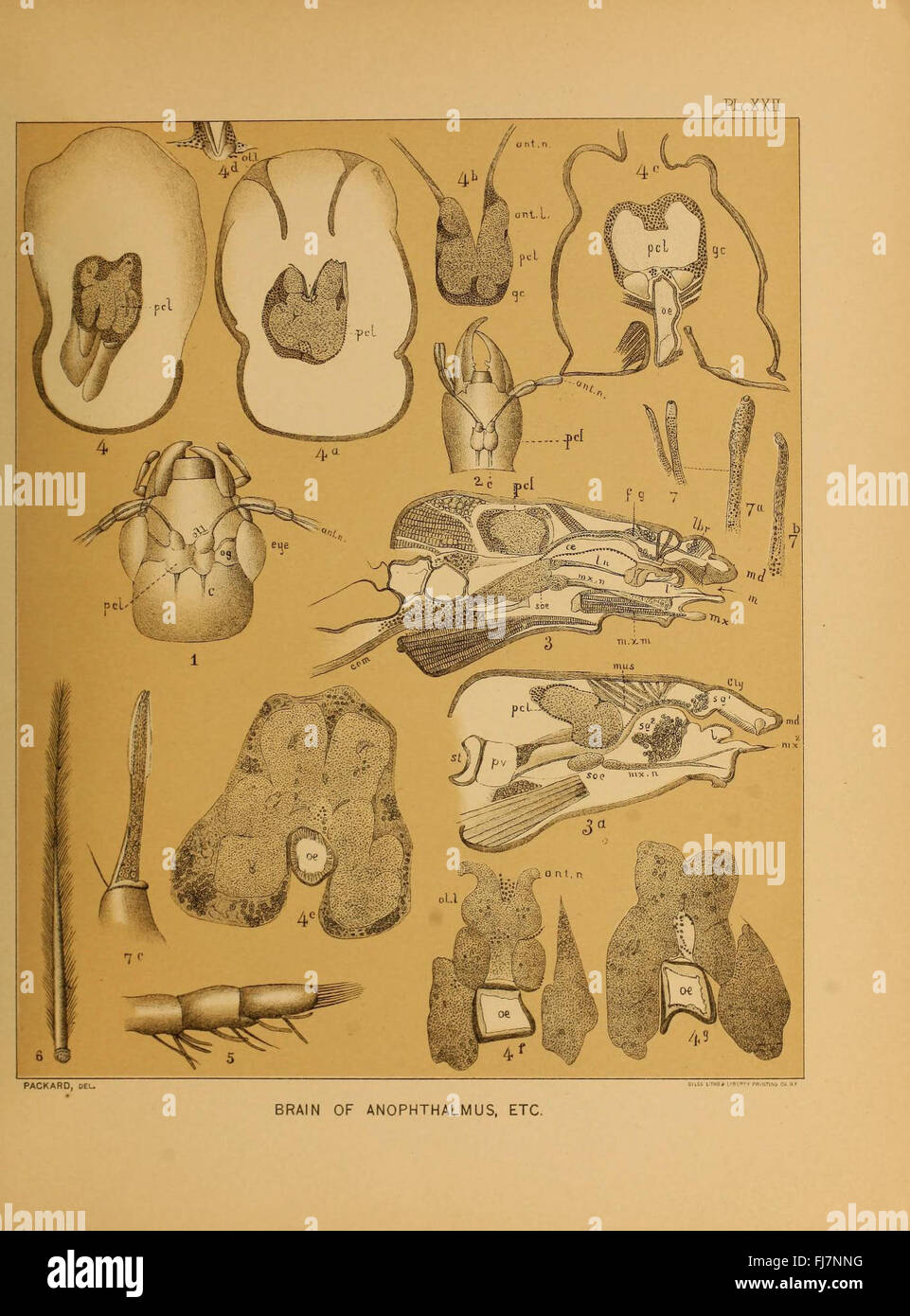 The cave fauna of North America (Pl. XXII Stock Photo - Alamy