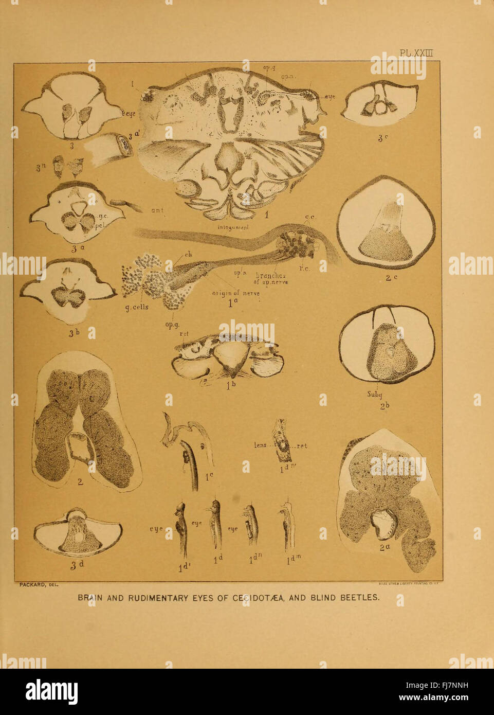 An exploration of the unique animal species found in North American ...