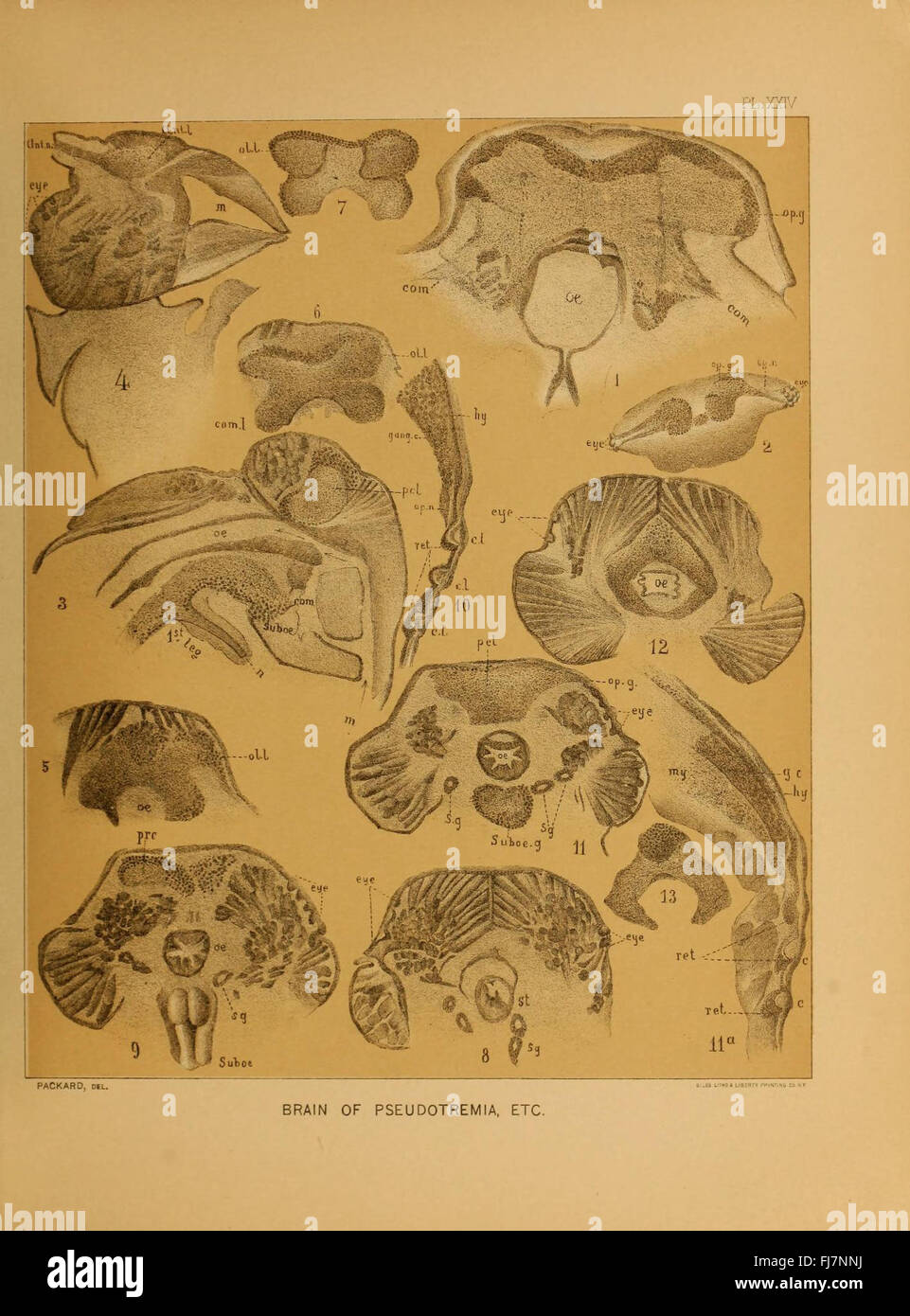 'The cave fauna of North America' (Plate XXIV), a study of subterranean ...