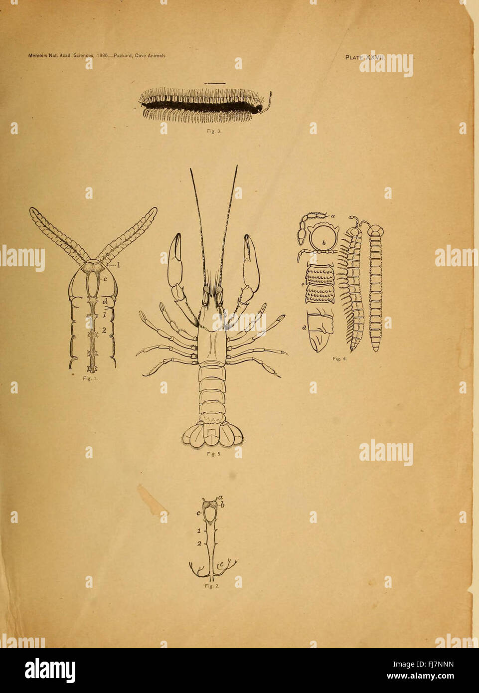 The cave fauna of North America, highlighting cave-dwelling animals ...