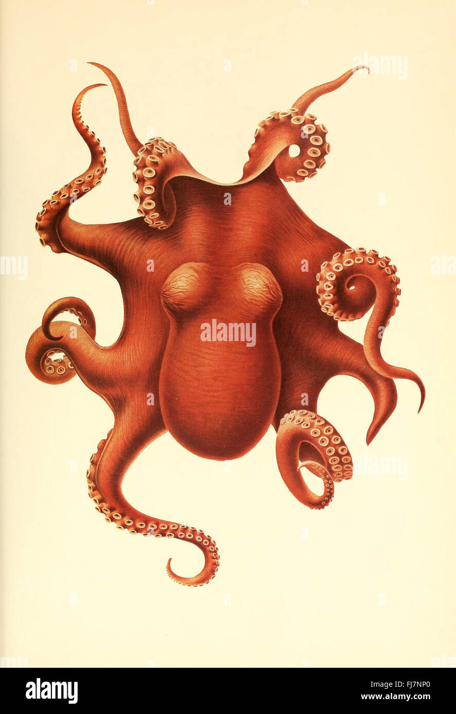 The Cephalopoda, Cephalopoda, SIL, Smithsonian Institution Libraries ...