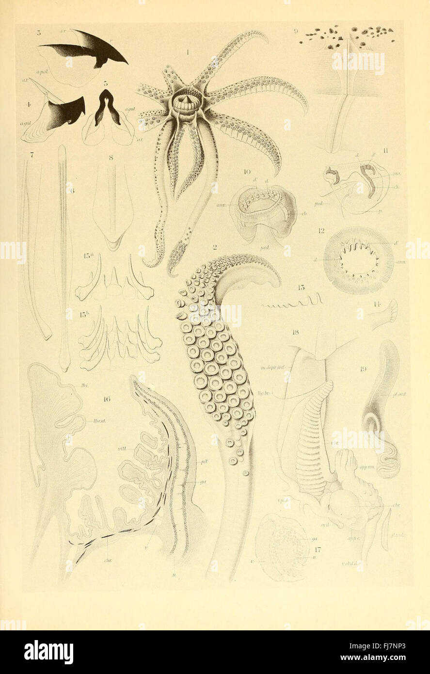 Cephalopods Illustration from the Smithsonian Institution Libraries ...