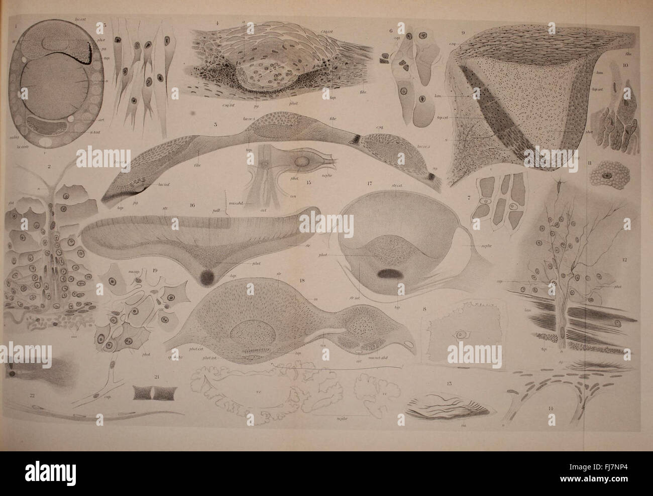 A detailed scientific illustration of the Cephalopoda class, showcasing ...
