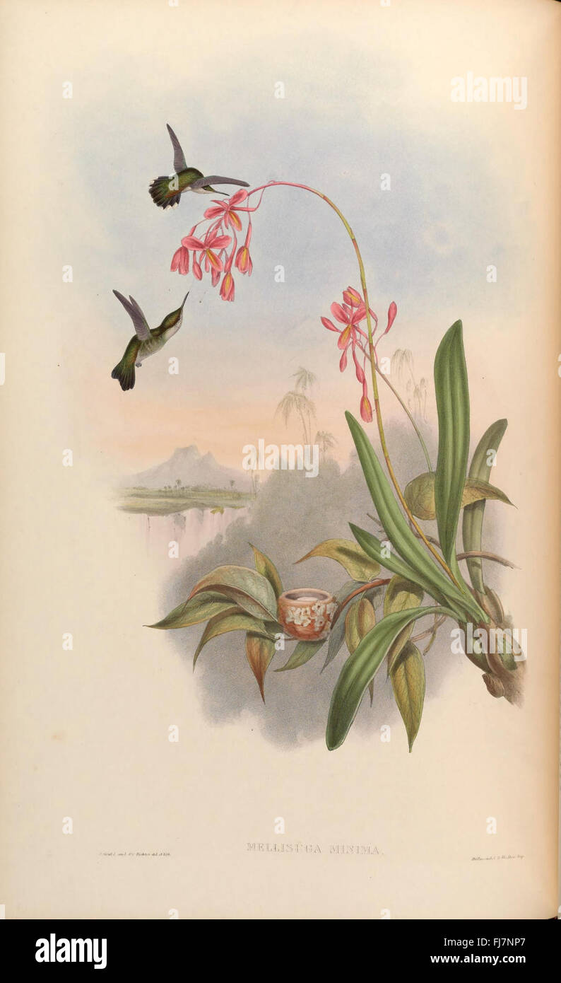 Monograph of Hummingbirds, Family Trochilidae, Smithsonian Institution ...