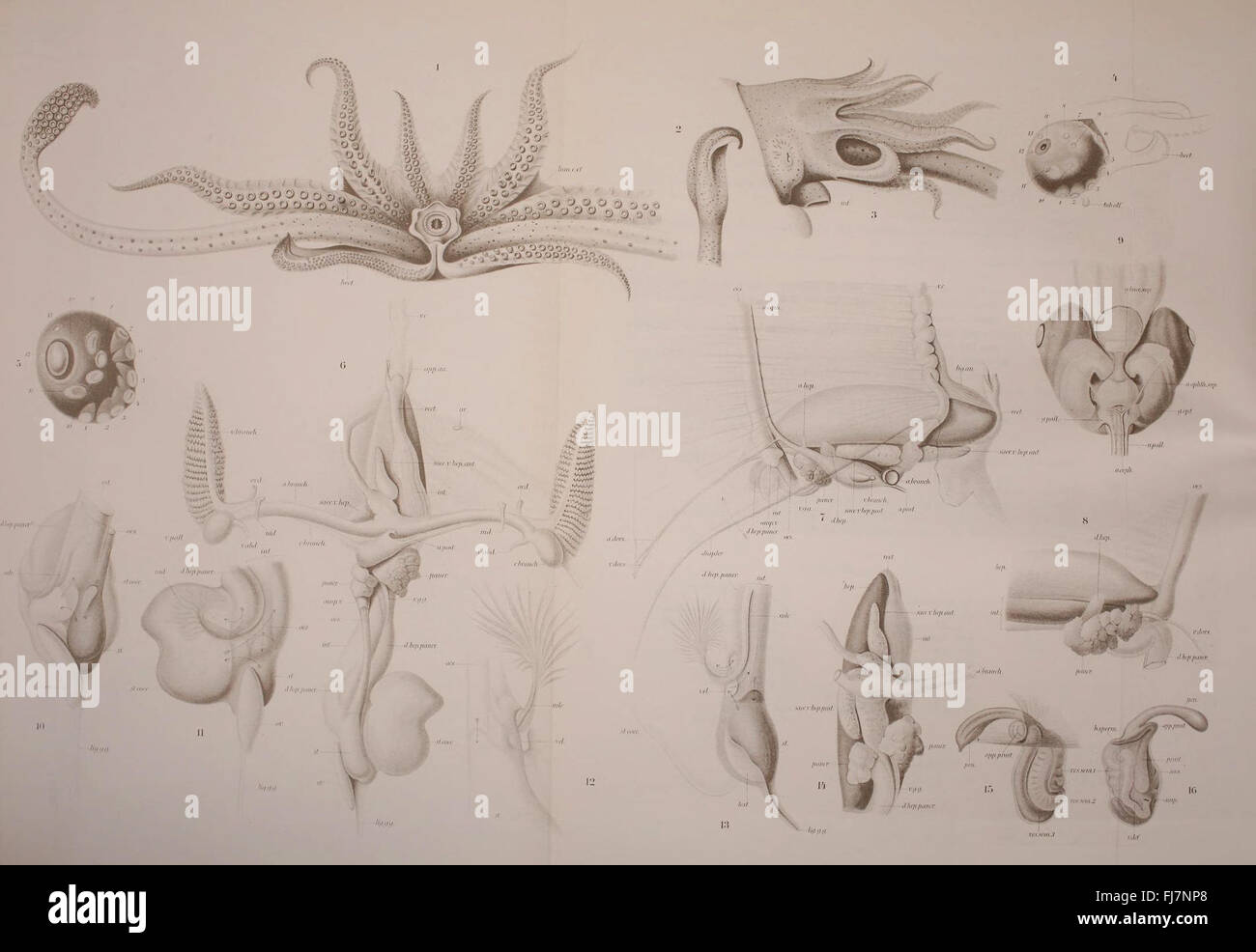 This study presents illustrations and research on cephalopods ...
