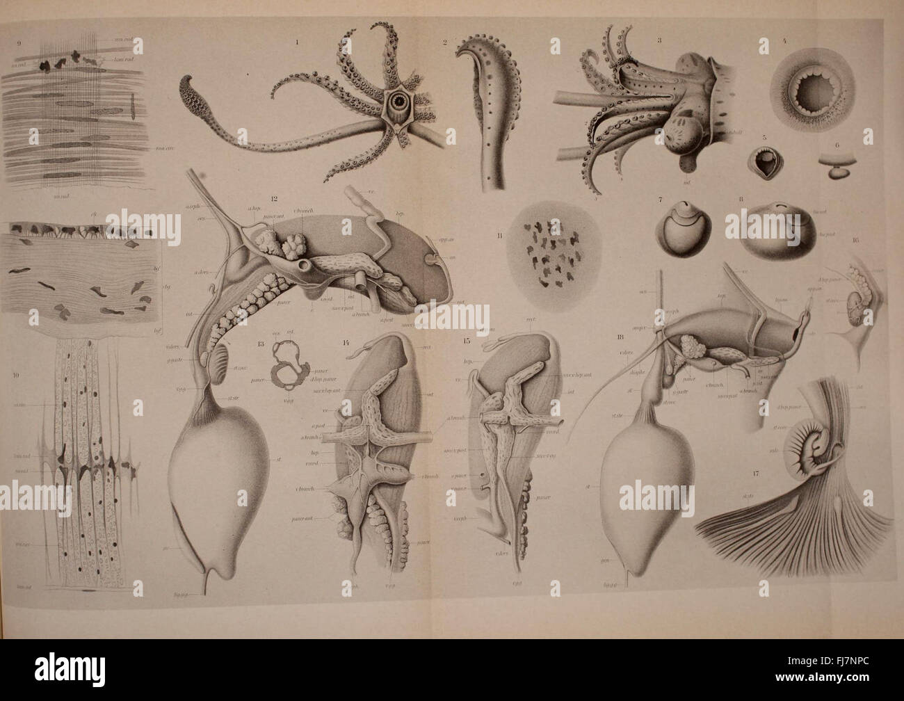Illustration of Cephalopoda species, Plate LIV, from the Smithsonian ...