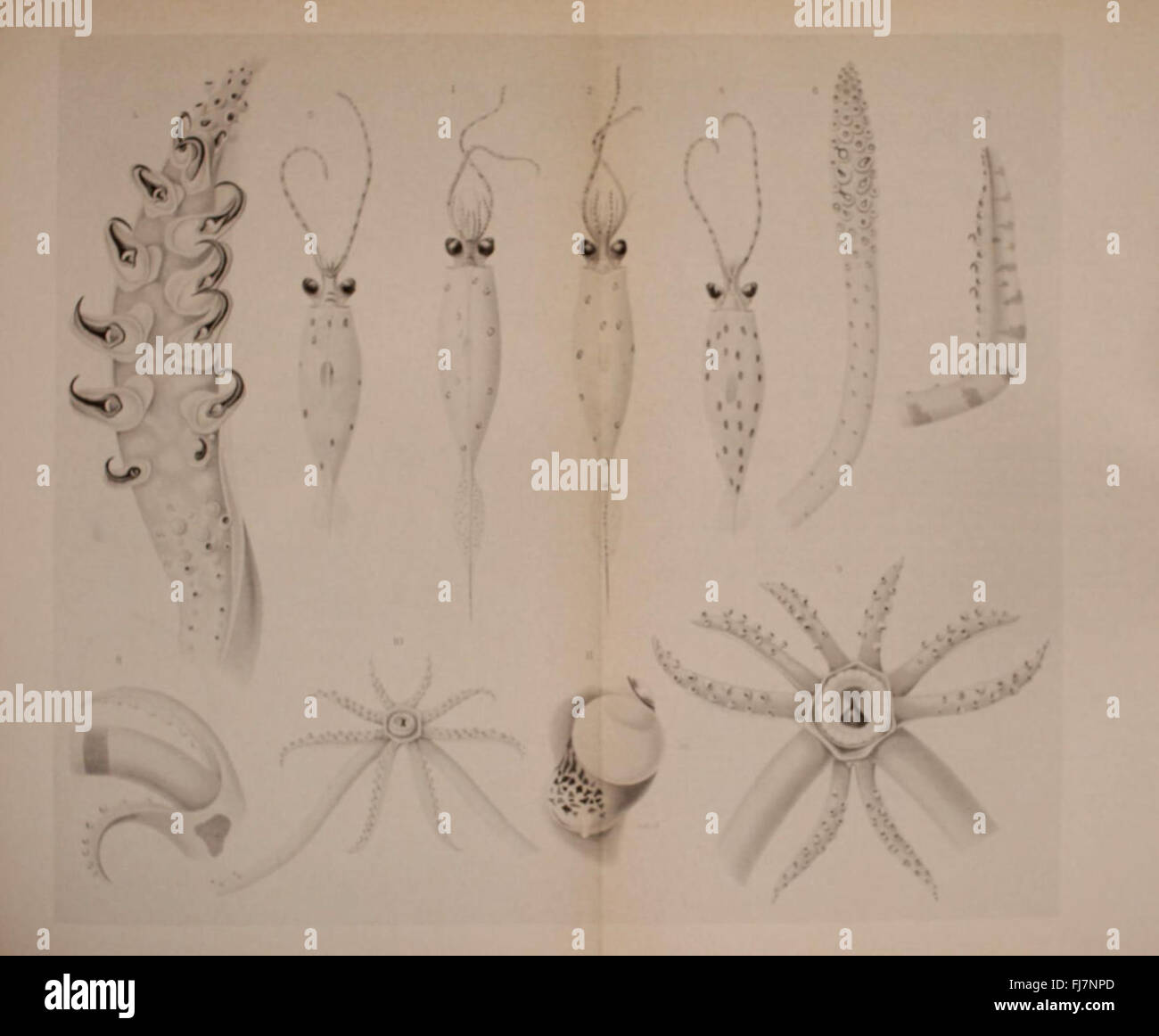 A study of cephalopods, including species like squids and octopuses ...