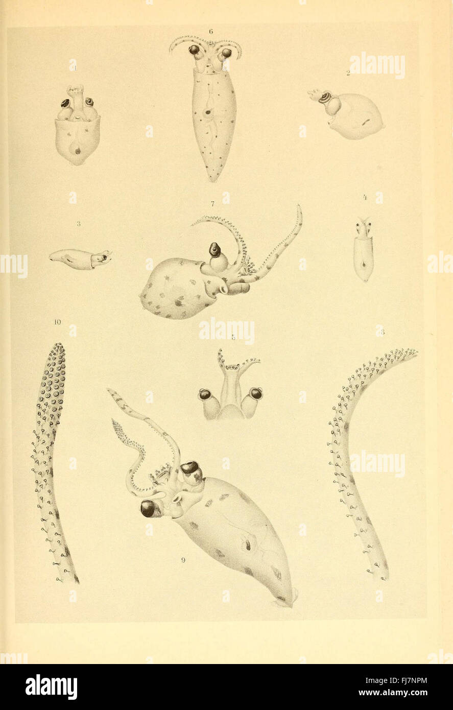 An illustration from a scientific work on cephalopods, showing detailed ...