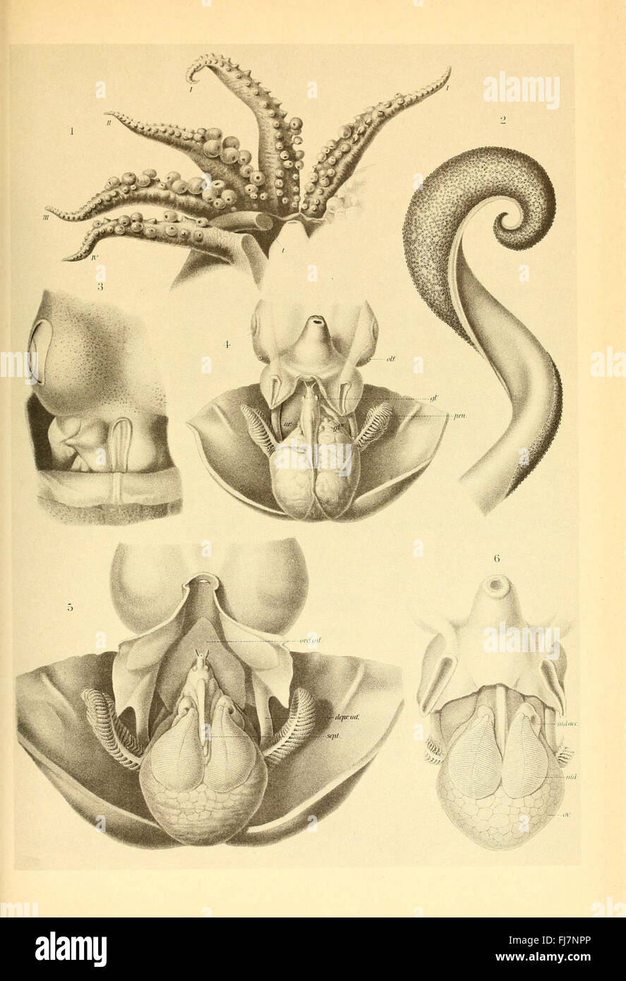 A detailed study of the cephalopod species, focusing on their anatomy ...