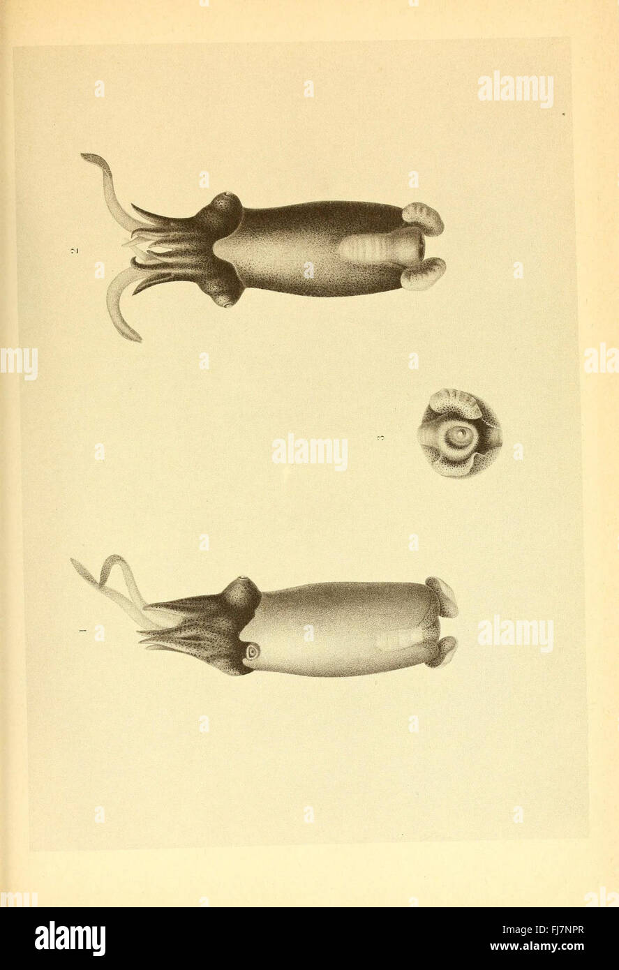 Cephalopoda taxonomy hi-res stock photography and images - Alamy