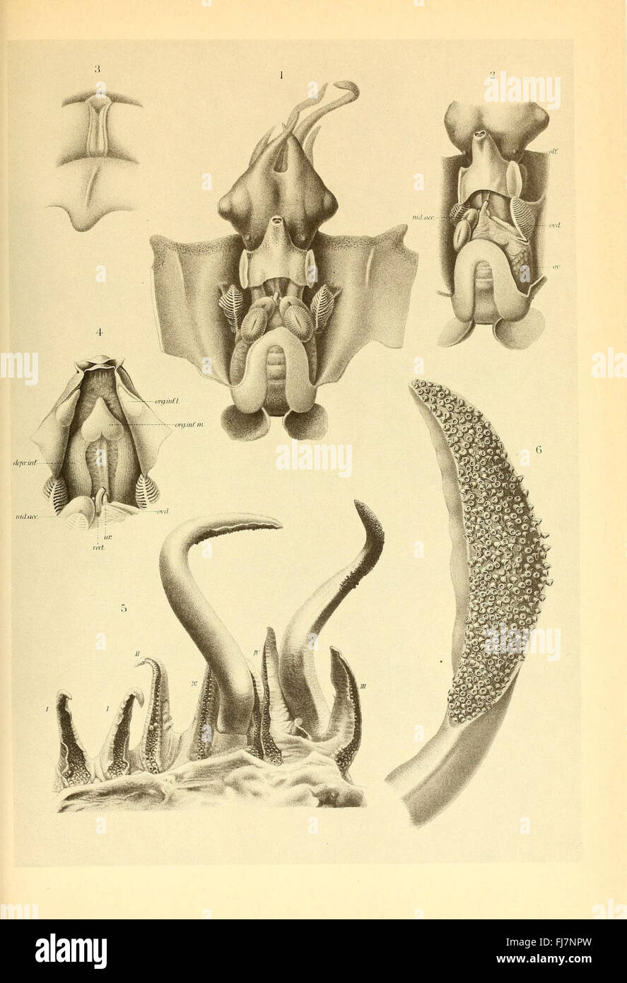 An illustration of cephalopods, showcasing various species of marine ...