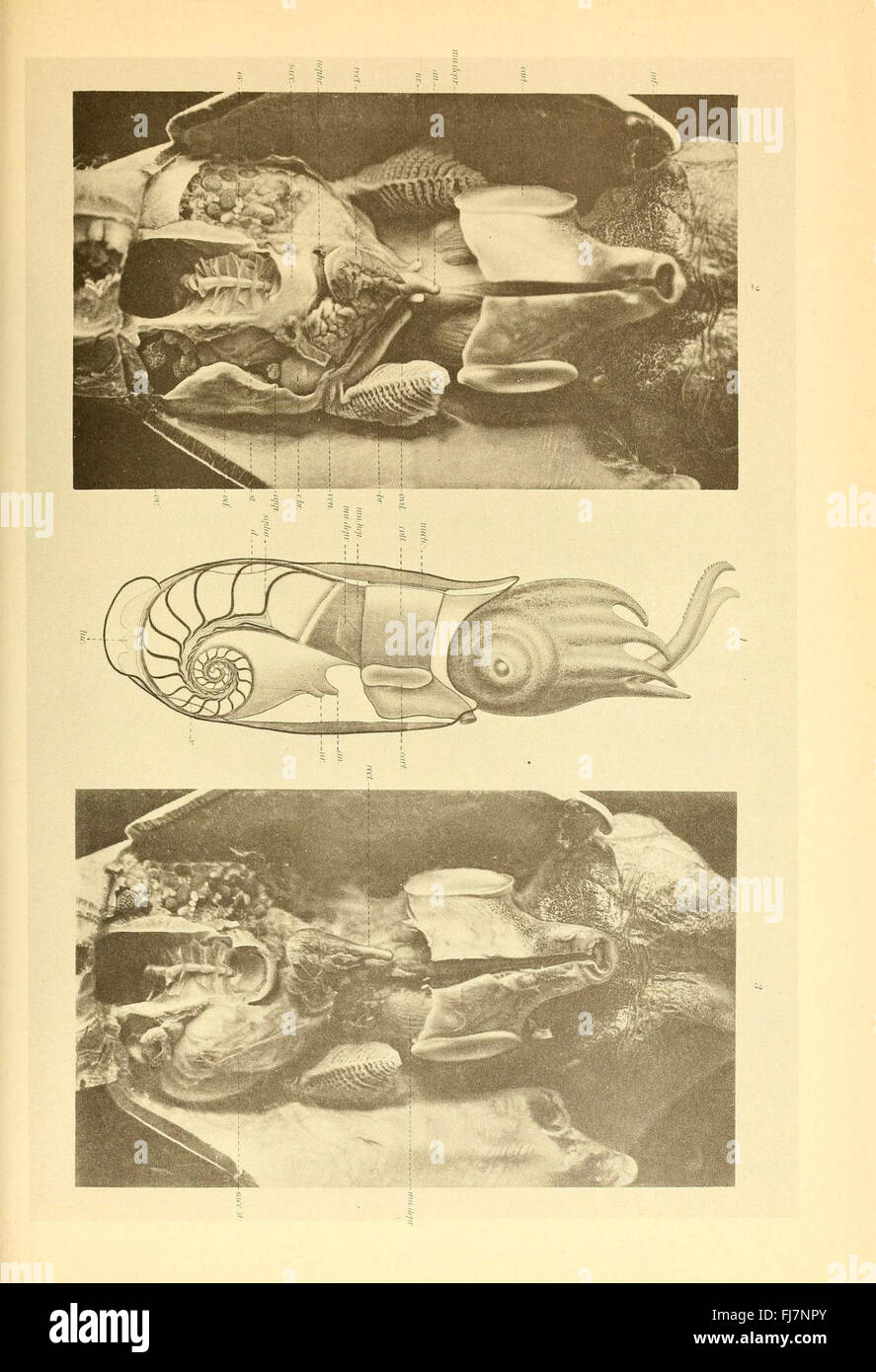 A detailed illustration of cephalopods, focusing on the diversity and ...