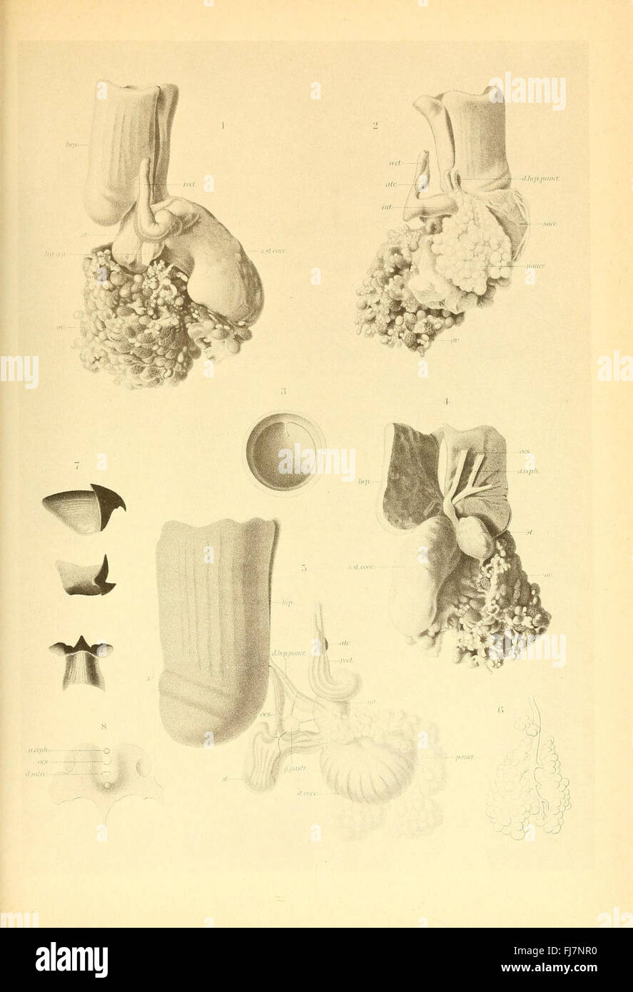 The Cephalopoda (Plate LXVIII Stock Photo - Alamy