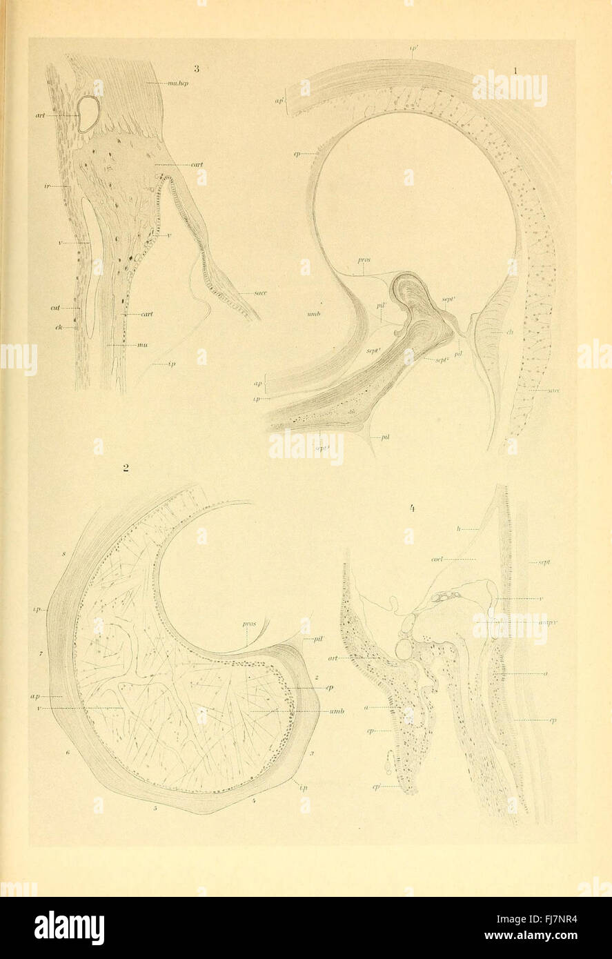 A detailed study of cephalopods, including illustrations of various ...