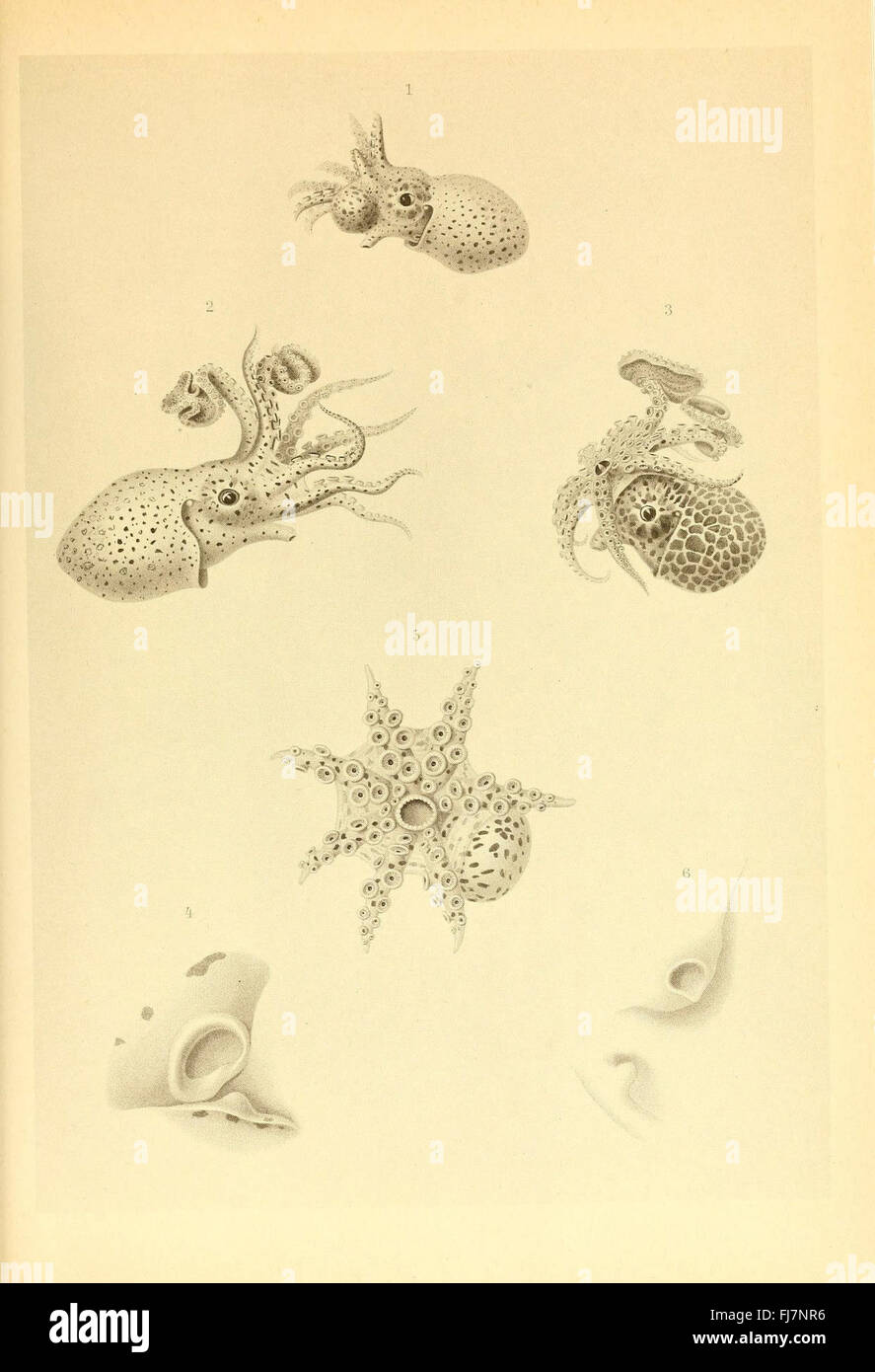 A scientific study of cephalopods, detailing their morphology, taxonomy ...