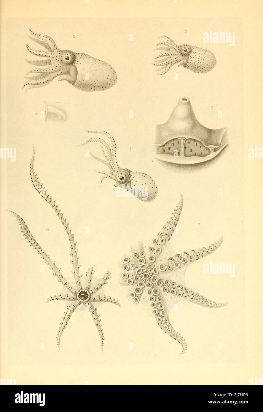 The Cephalopoda, marine biology, squid, octopus, cephalopod species ...