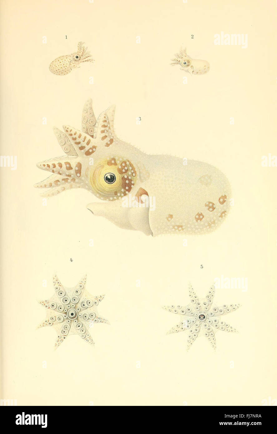 A detailed illustration of cephalopod species, showcasing the diversity ...