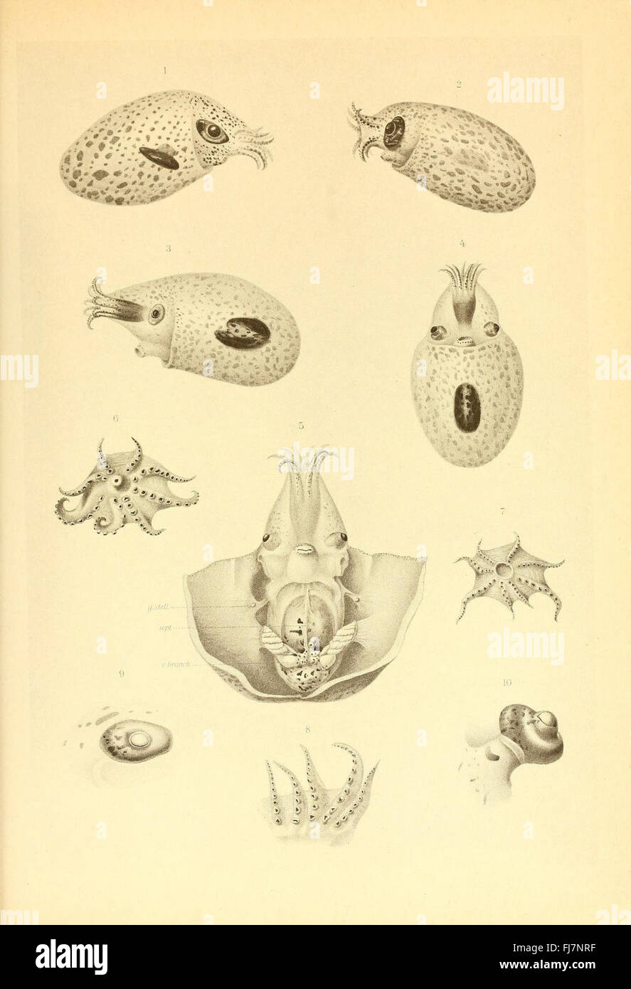 Illustration of various cephalopod species, plate LXXXIII, an in-depth ...