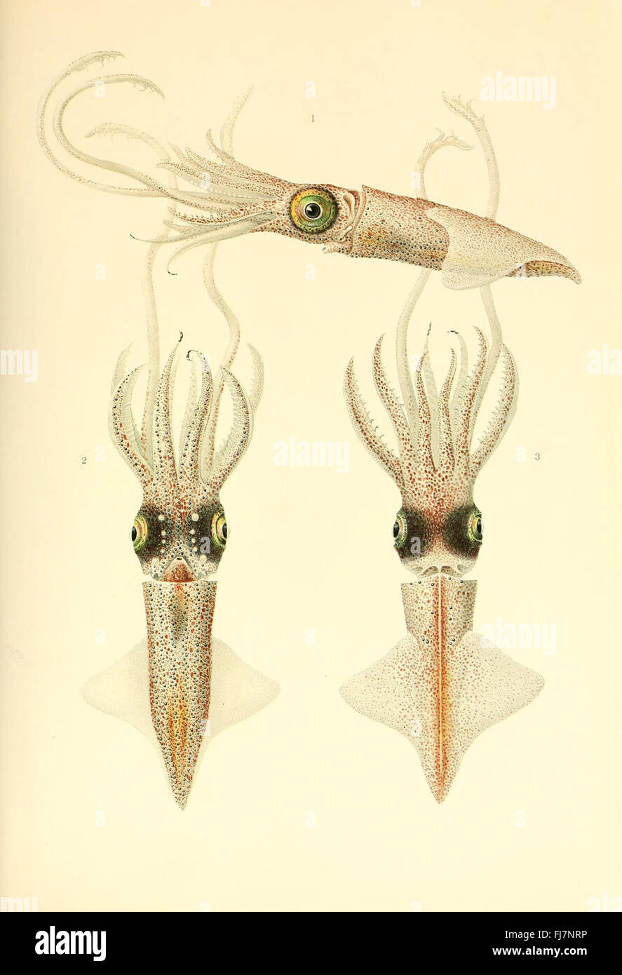 Cephalopoda taxonomy hi-res stock photography and images - Alamy