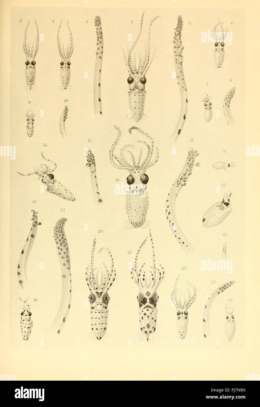 A detailed illustration of cephalopods, including squid and octopus ...