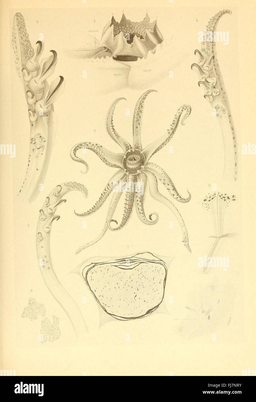 An illustration and study of cephalopods, focusing on various species ...