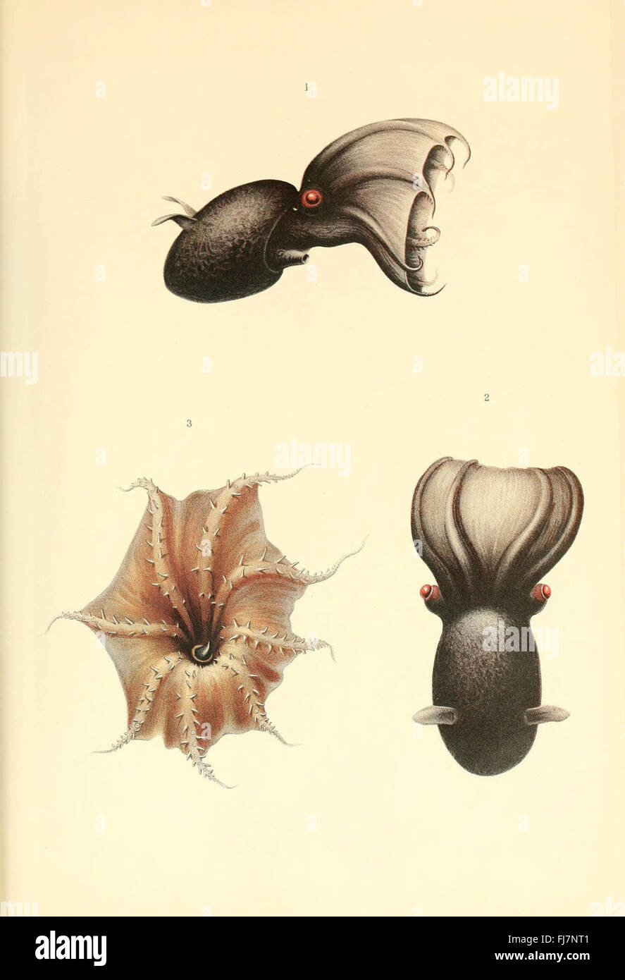 An in-depth study of cephalopods, with detailed illustrations of ...