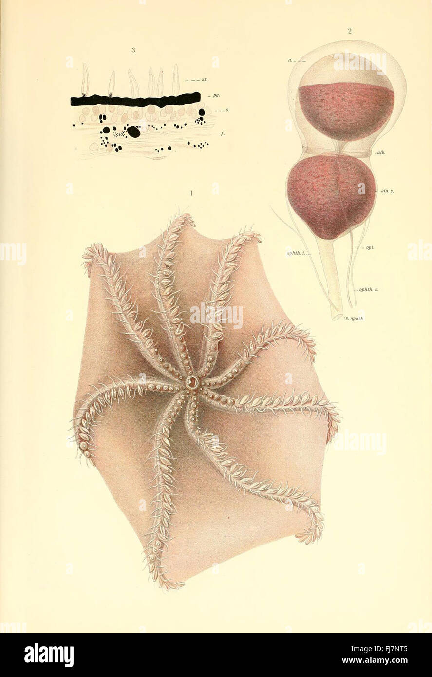 An illustration of cephalopods from 'The Cephalopoda,' showcasing ...