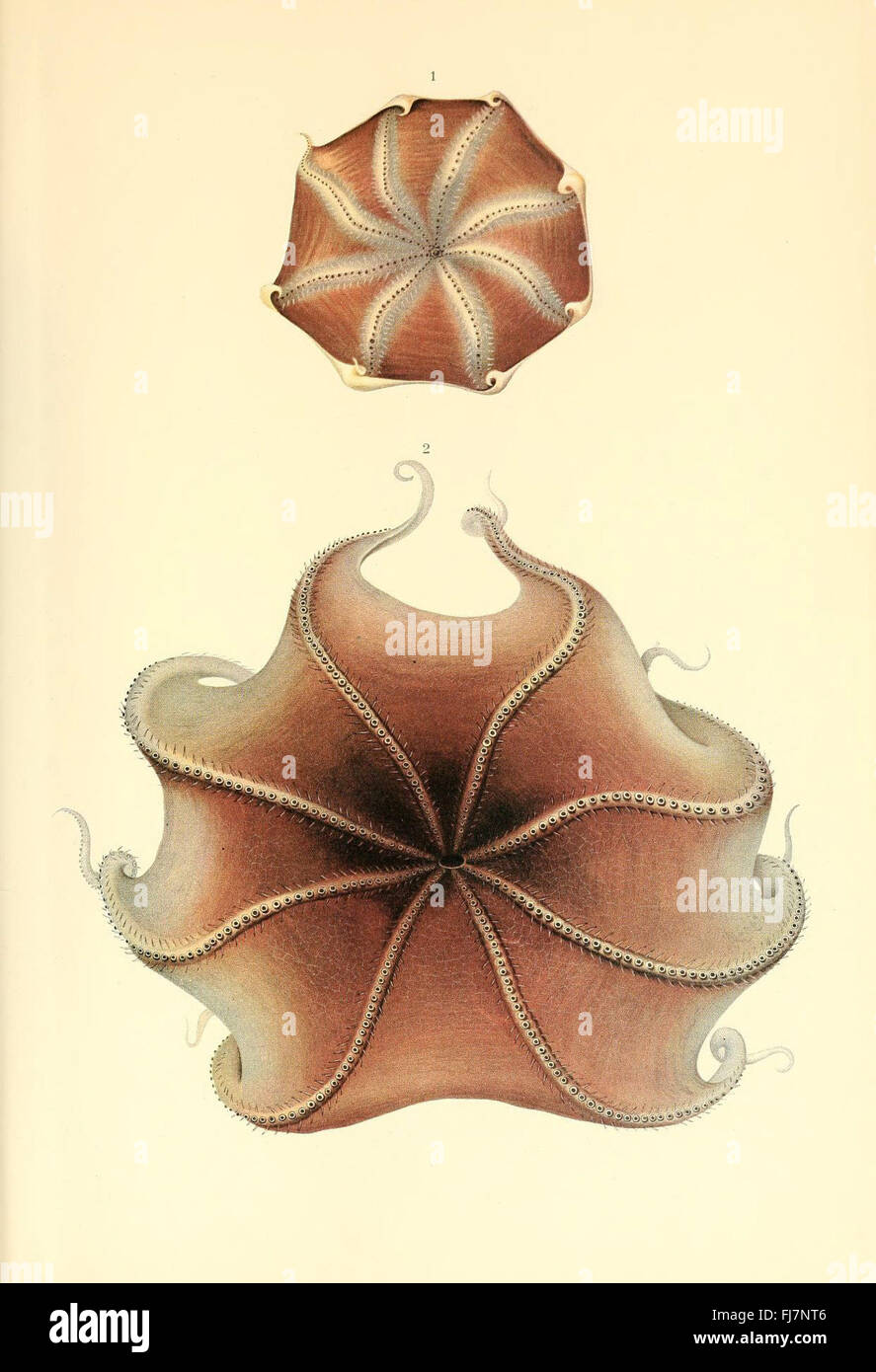 The Cephalopoda: A Study on the Class of Cephalopods Stock Photo - Alamy