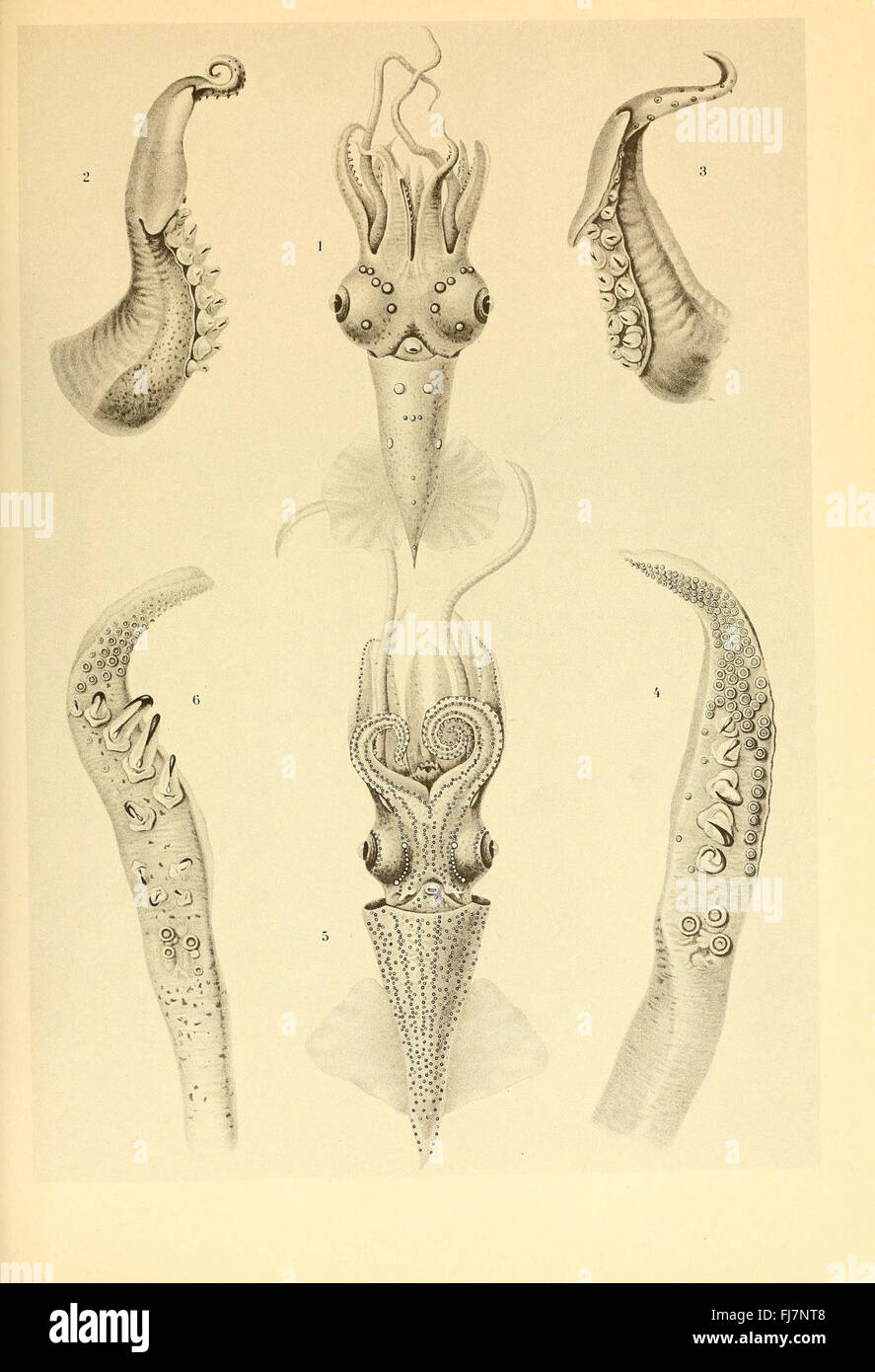 The Cephalopoda (Plate XI): A detailed work on cephalopods, featuring ...
