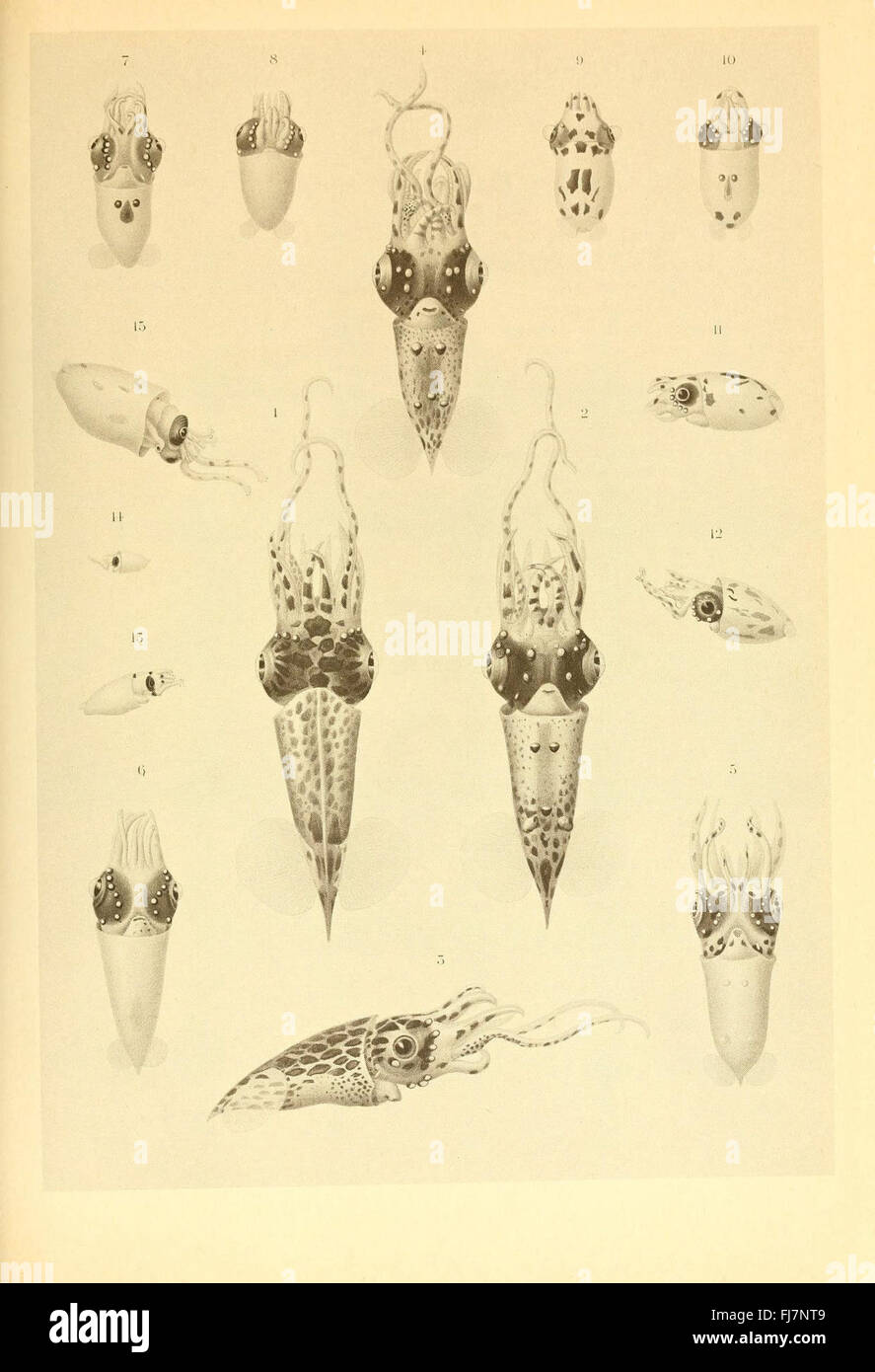 The Cephalopoda (Plate XII) - A detailed illustration and description ...