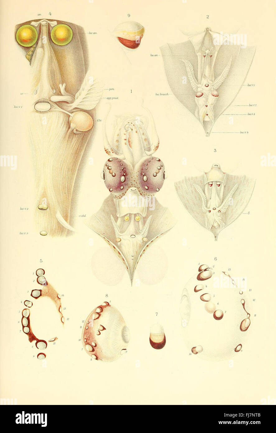 The Cephalopoda (Plate XIV) ,Cephalopoda SIL Smithsonian Institution ...