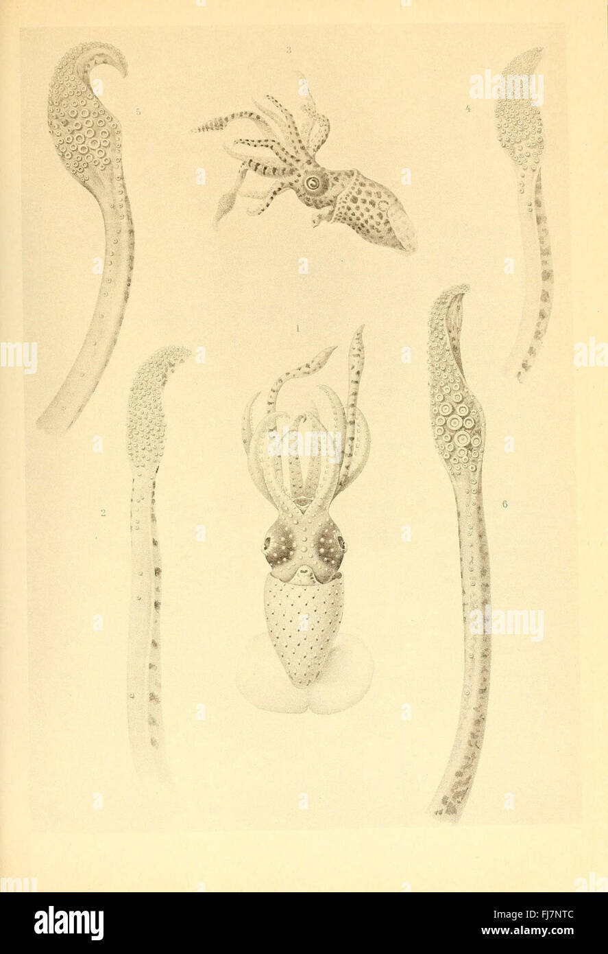 Cephalopod habitats hi-res stock photography and images - Alamy