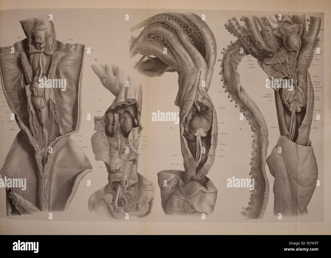 The Cephalopoda (Plate XLIII): A study of cephalopods, including ...