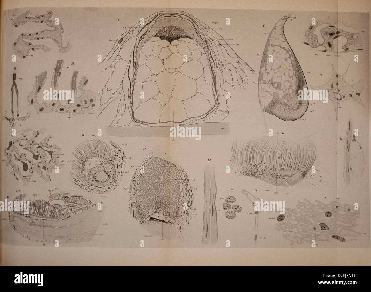 Illustrations and scientific study of cephalopods, highlighting their ...