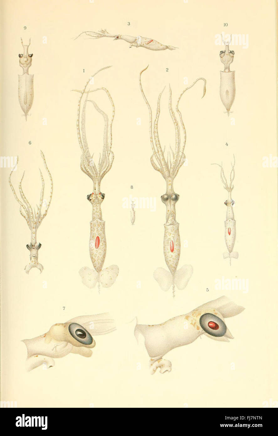 The Cephalopoda: A detailed study of cephalopods (Plate XLVI ...
