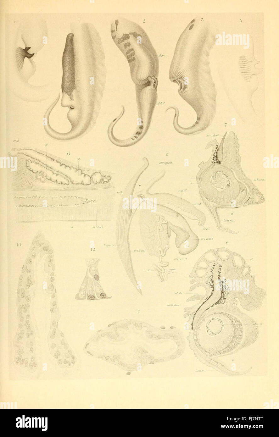 Cephalopod taxonomy hi-res stock photography and images - Alamy