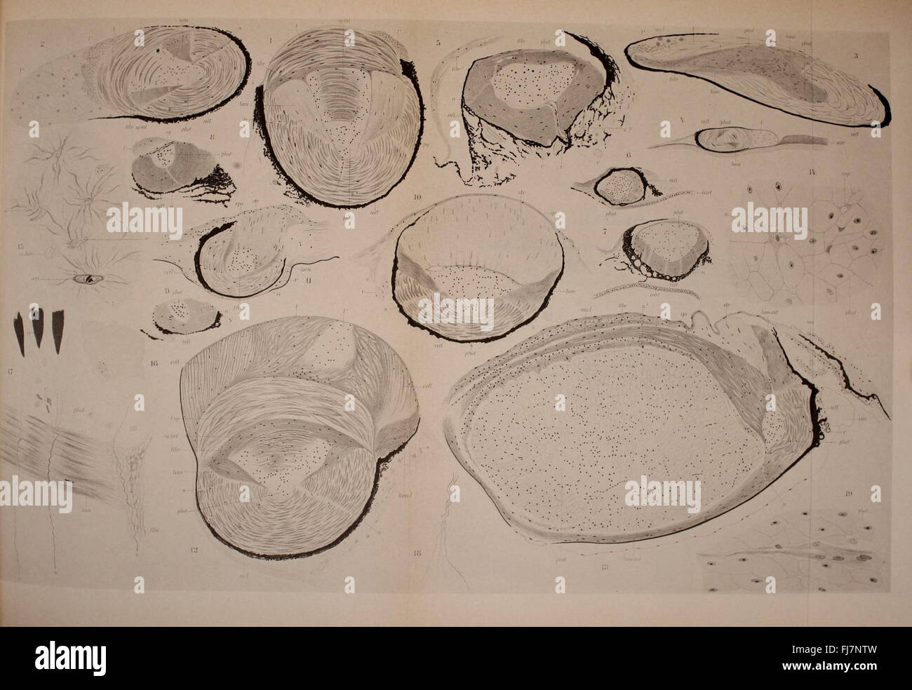 The Cephalopods - A detailed study and illustration of cephalopods ...