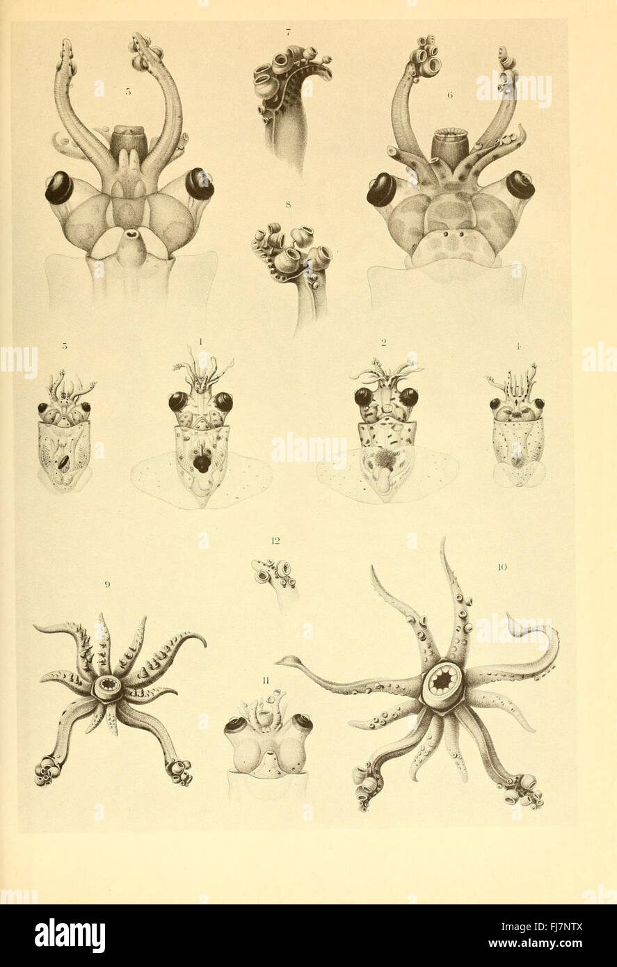The Cephalopoda (Plate XVII), featuring detailed illustrations of ...