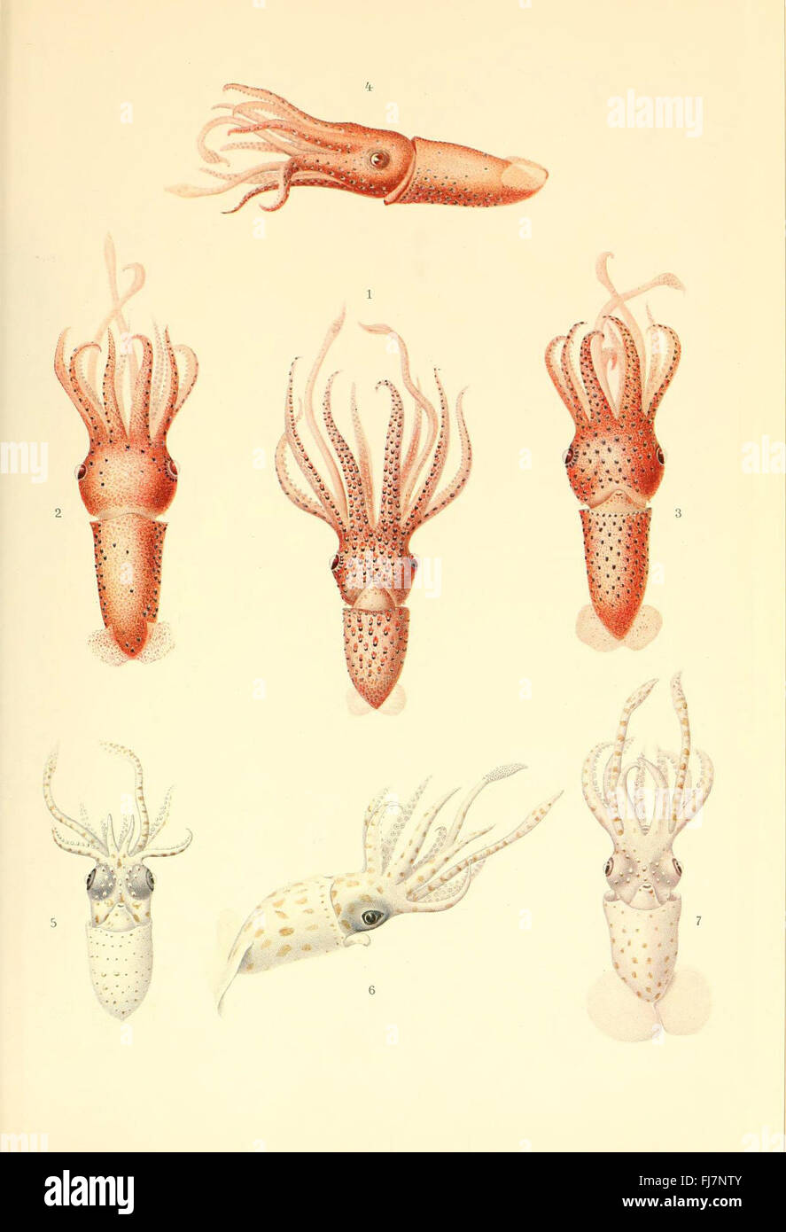 A detailed study of cephalopods, focusing on various species, their ...