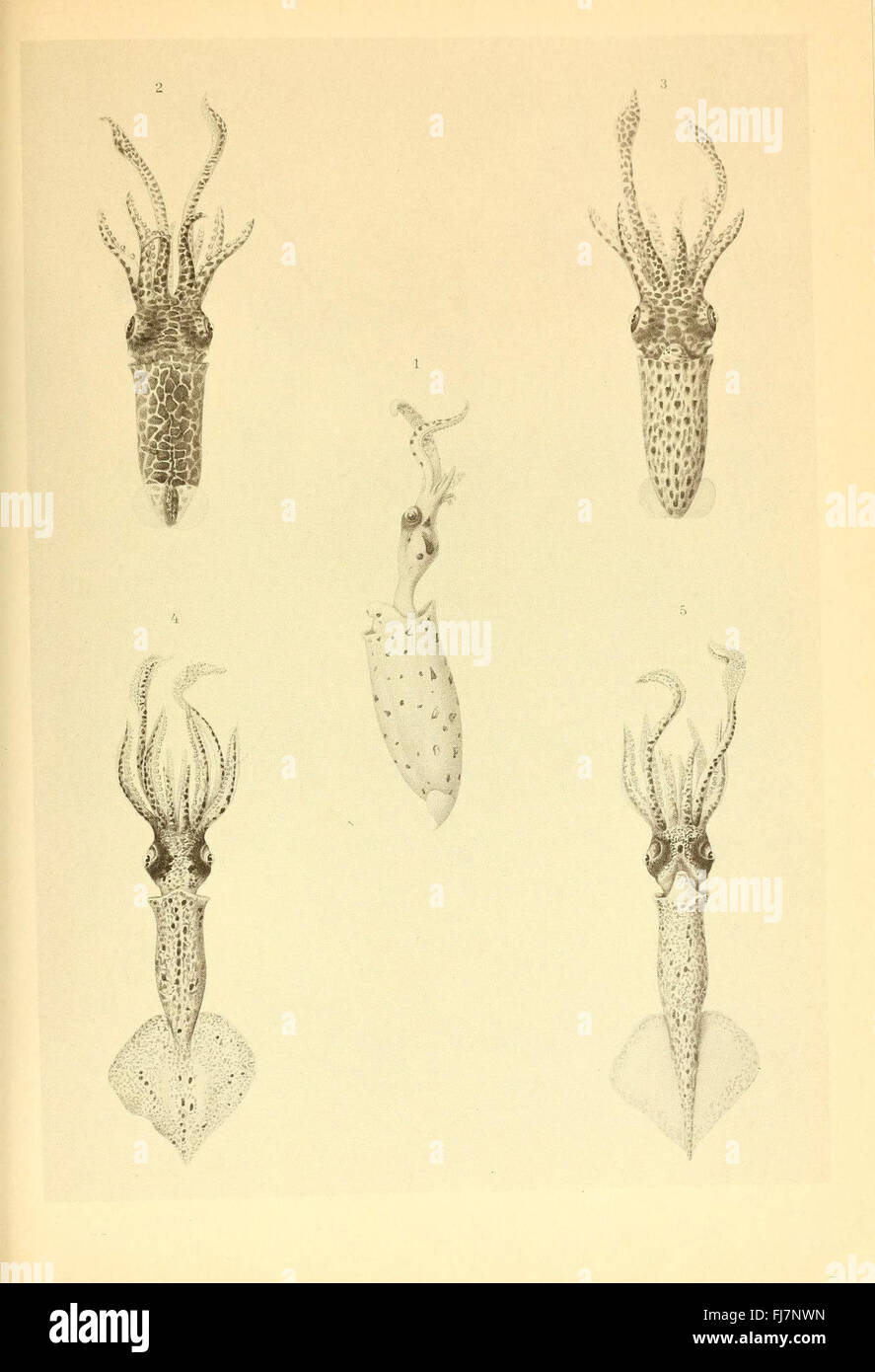 An illustration of cephalopod species, providing a visual guide to ...