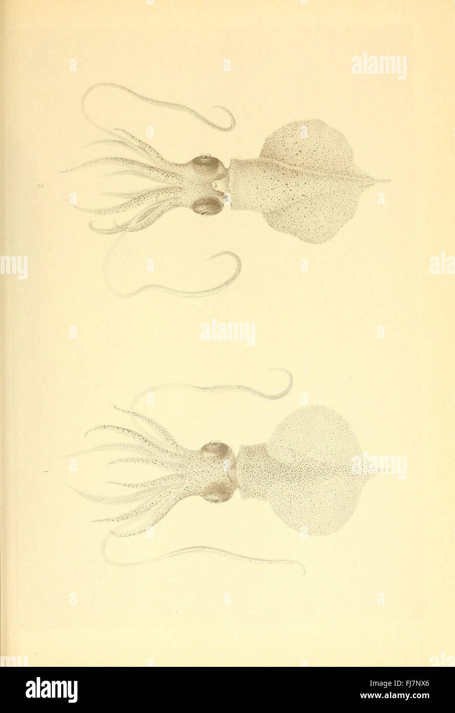 An illustrated study of cephalopods, showcasing various species ...