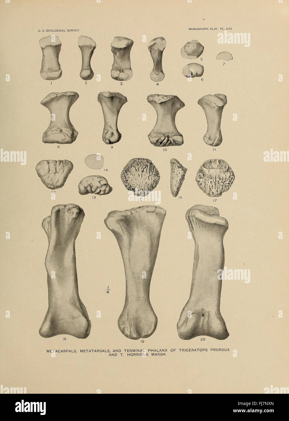 Ceratopsia hi-res stock photography and images - Alamy