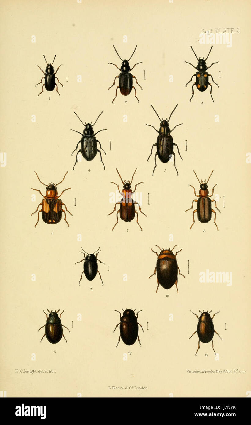 The coleoptera of the british islands hi-res stock photography and ...