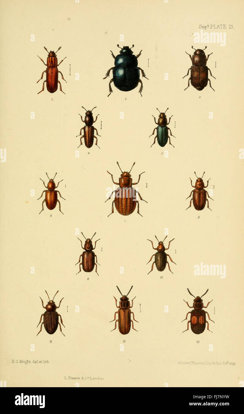 Detailed study of beetle species native to the British Isles, with ...