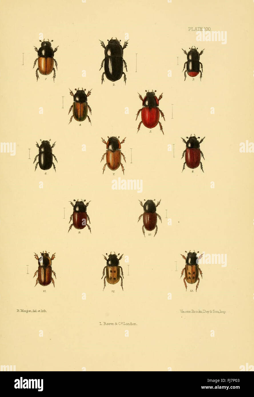 The Coleoptera of the British islands (Plate 100), Beetles British ...