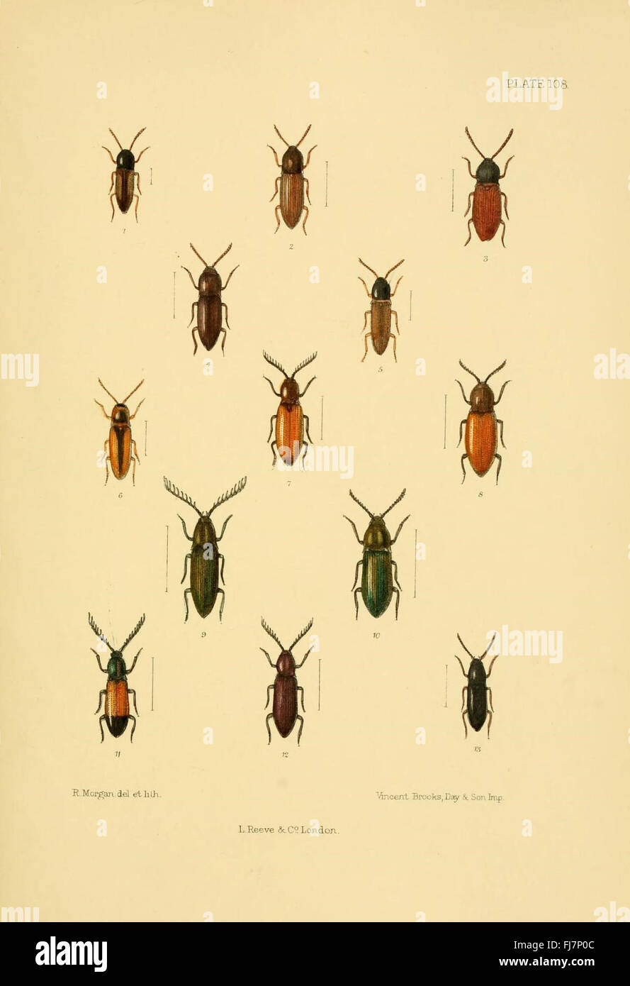 The Coleoptera of the British islands (Plate 108 Stock Photo - Alamy
