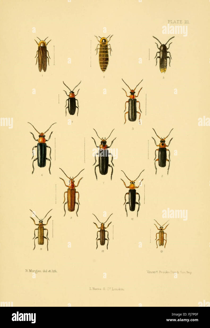 Illustration of beetle species native to the British Isles, showcasing ...