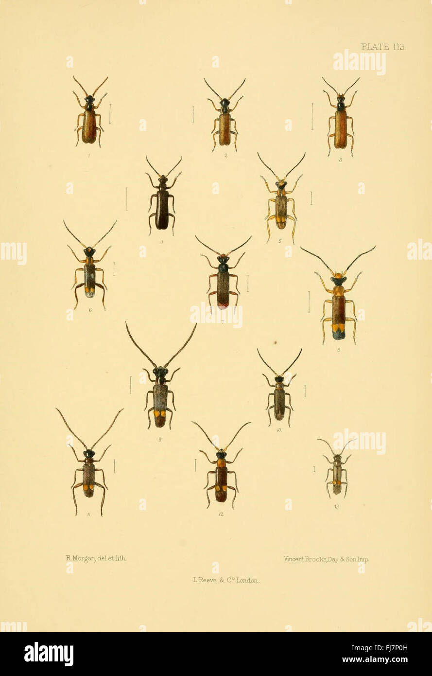 An illustrated guide to the beetle species of the British Isles ...